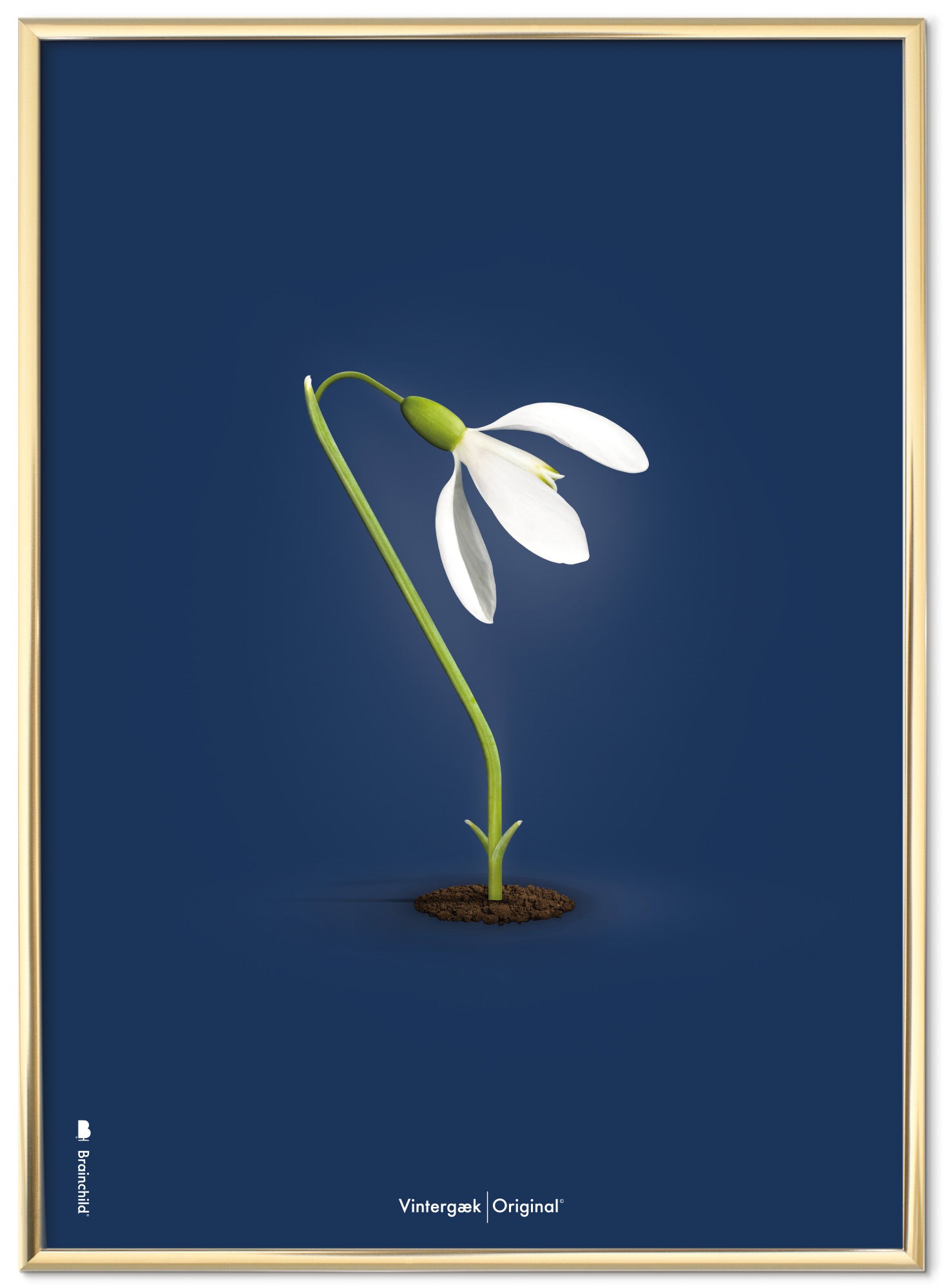 Brainchild – Plakat – Klassisk – Mørkeblå – Vintergæk – Brainchild.dk